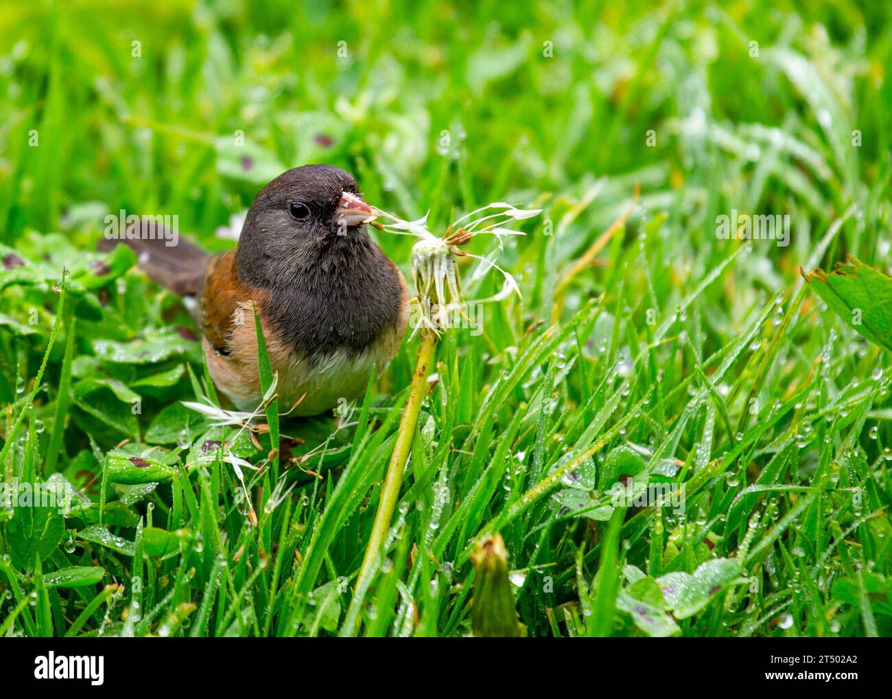 Perky dark-eyed junco (Junco hyemalis) spotted outdoors in North ...