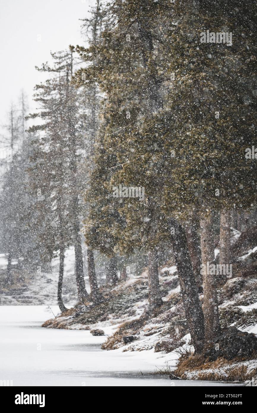 A wintry scene of a forest landscape with heavy snow falling to the ...