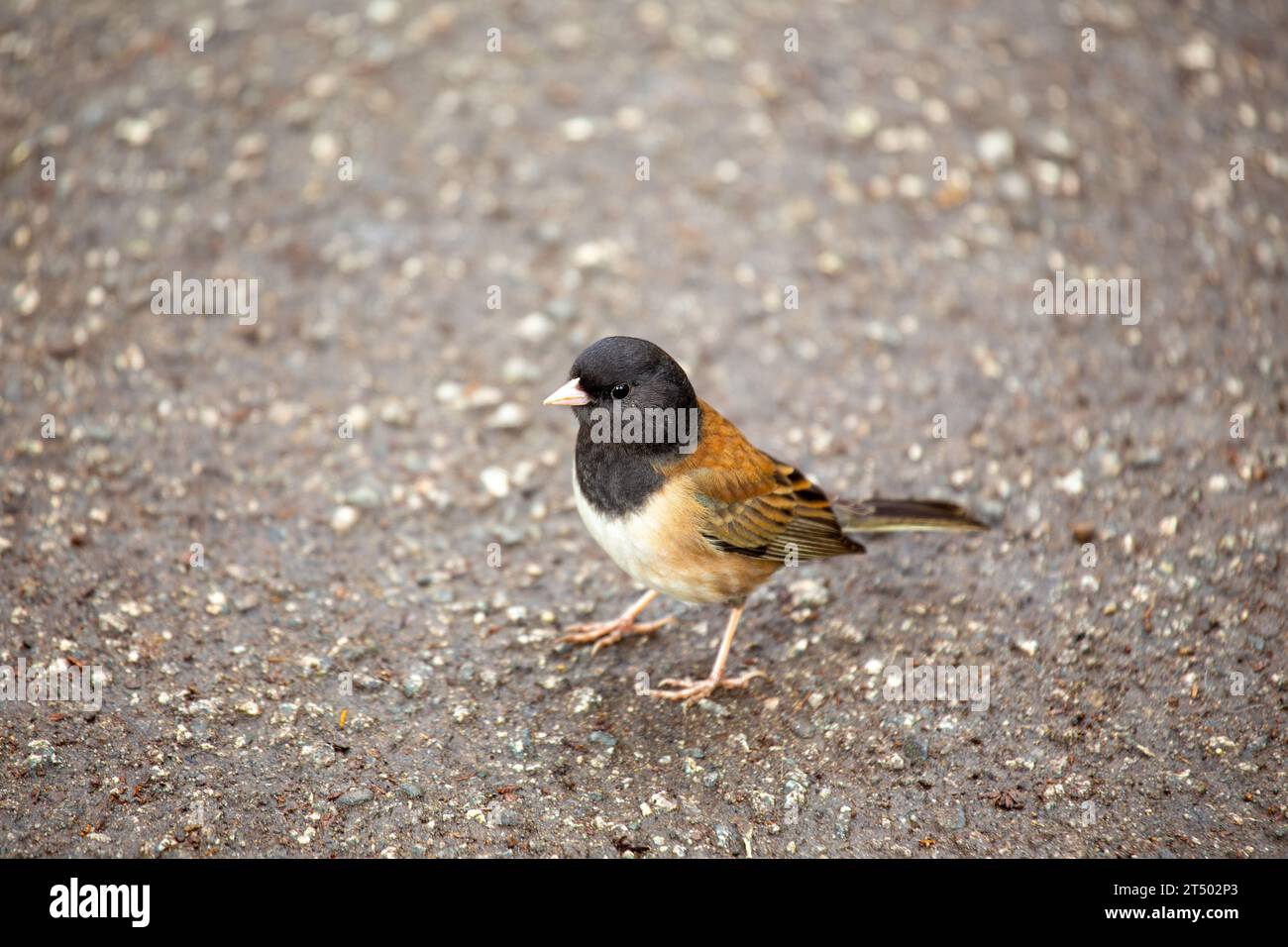 Perky dark-eyed junco (Junco hyemalis) spotted outdoors in North ...