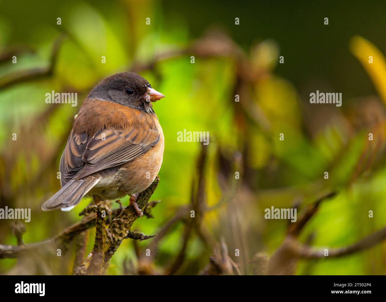 Perky dark-eyed junco (Junco hyemalis) spotted outdoors in North ...