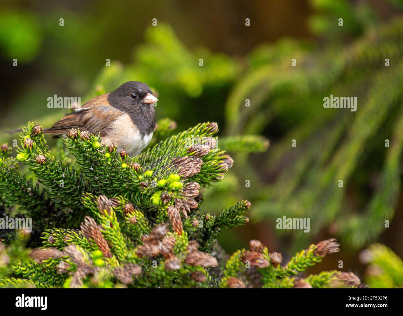 Perky dark-eyed junco (Junco hyemalis) spotted outdoors in North ...