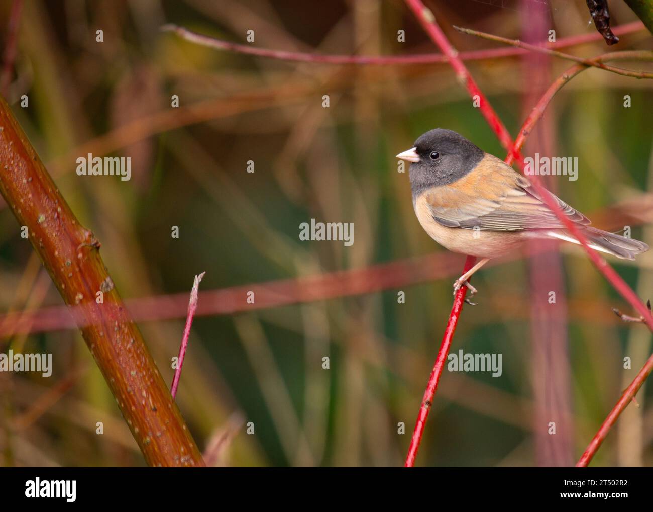 Perky dark-eyed junco (Junco hyemalis) spotted outdoors in North ...