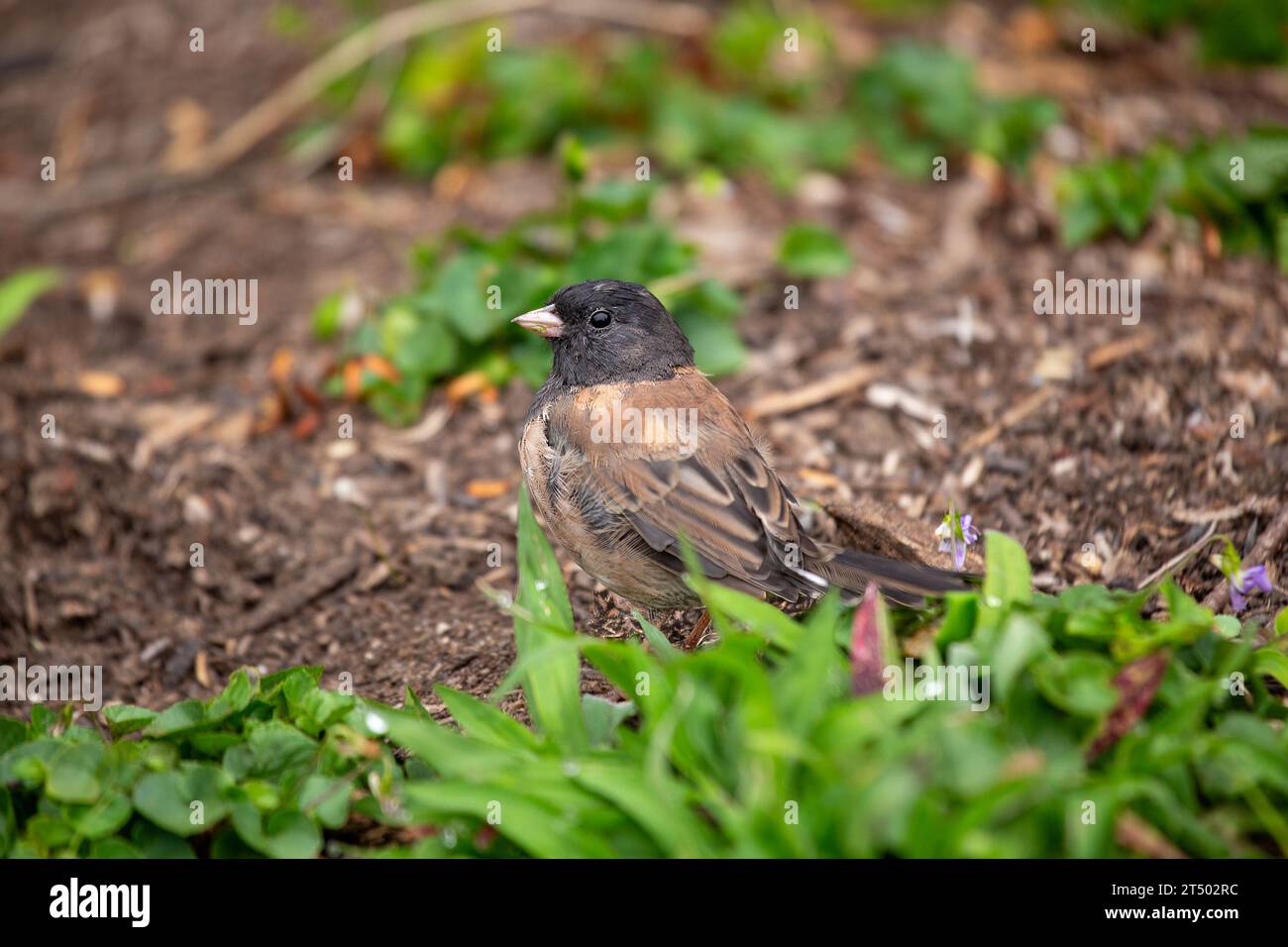 Perky dark-eyed junco (Junco hyemalis) spotted outdoors in North ...