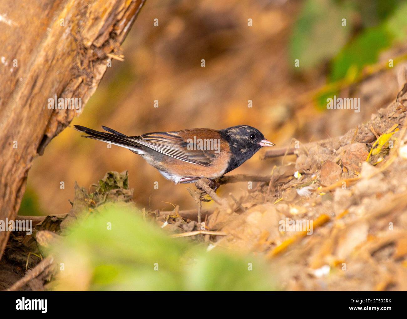 Perky dark-eyed junco (Junco hyemalis) spotted outdoors in North ...
