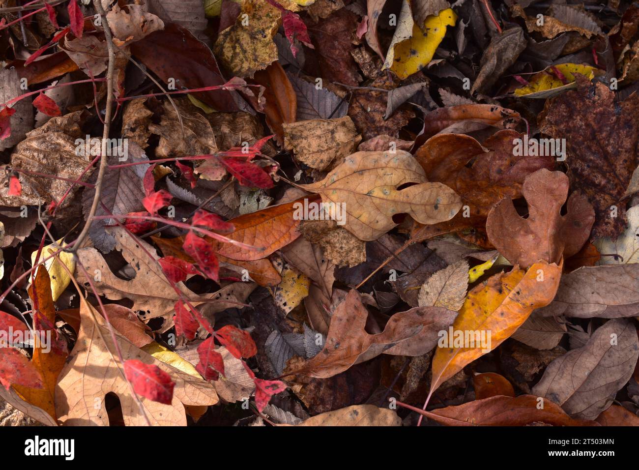 Shapes and colors of leaves hi-res stock photography and images - Alamy
