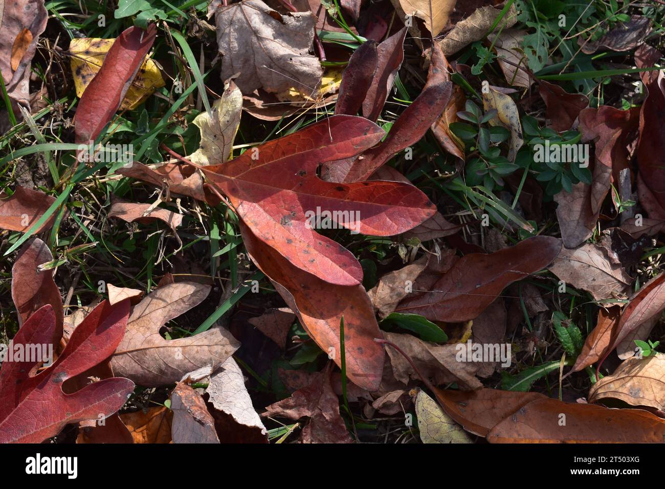 A mixture of autumn leaves in a variety of colors and shapes form a multi-colored fall ...