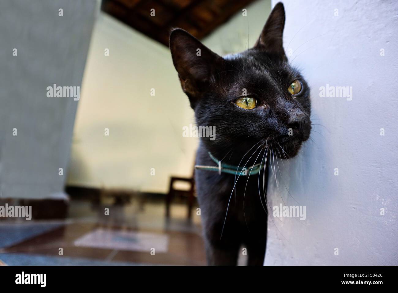 A sleek black Persian cat gazes intently out the window, its bright eyes reflecting curiosity ...