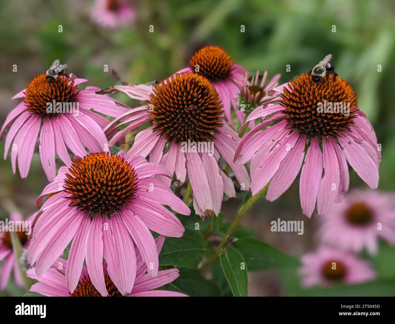 Coneflower in the native garden Stock Photo - Alamy