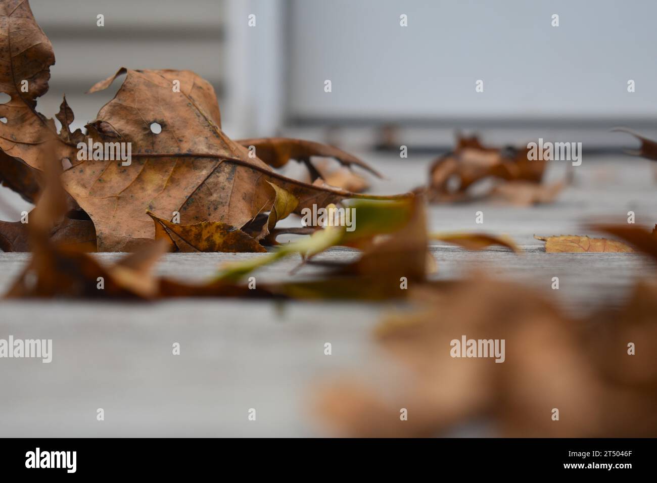 Fallen Oak Leaves on the Front Porch-Autumn finds a multitude of leaves ...