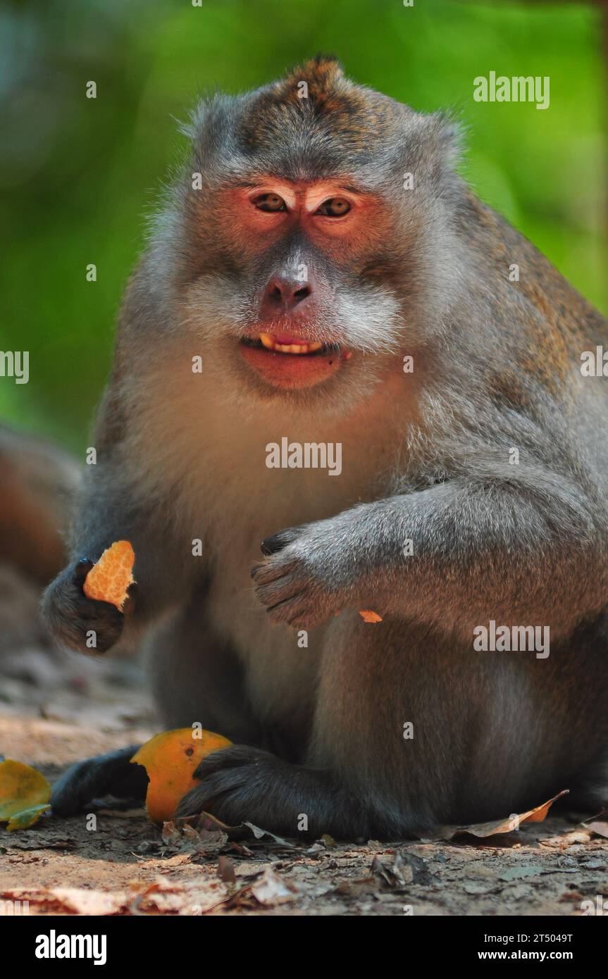 A primate in the jungle resting and eating, surrounded by wildlife ...