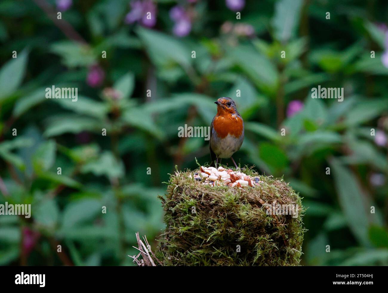 Eurasian robin woodland feeding hi-res stock photography and images - Alamy
