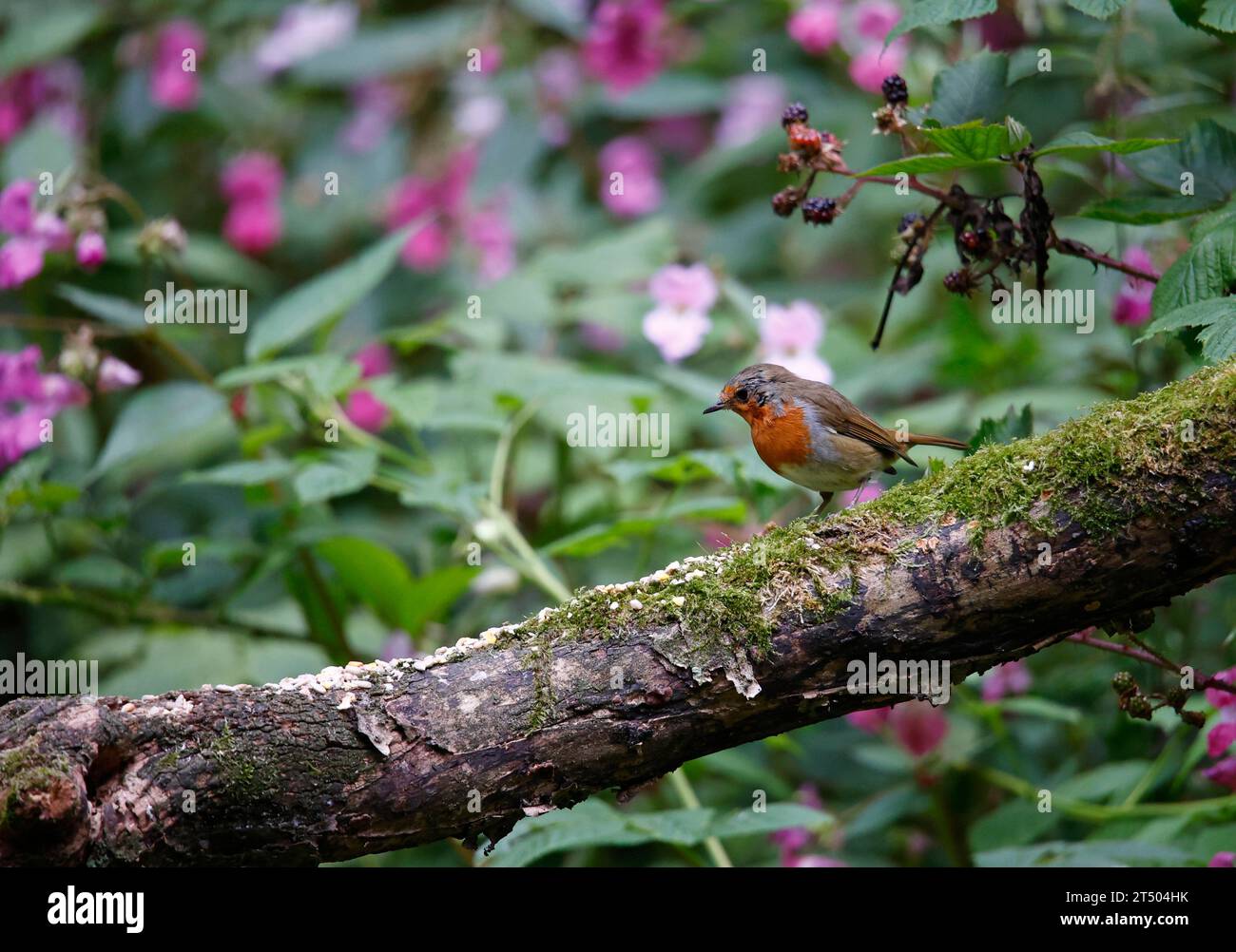 Eurasian robin at a woodland site Stock Photo - Alamy