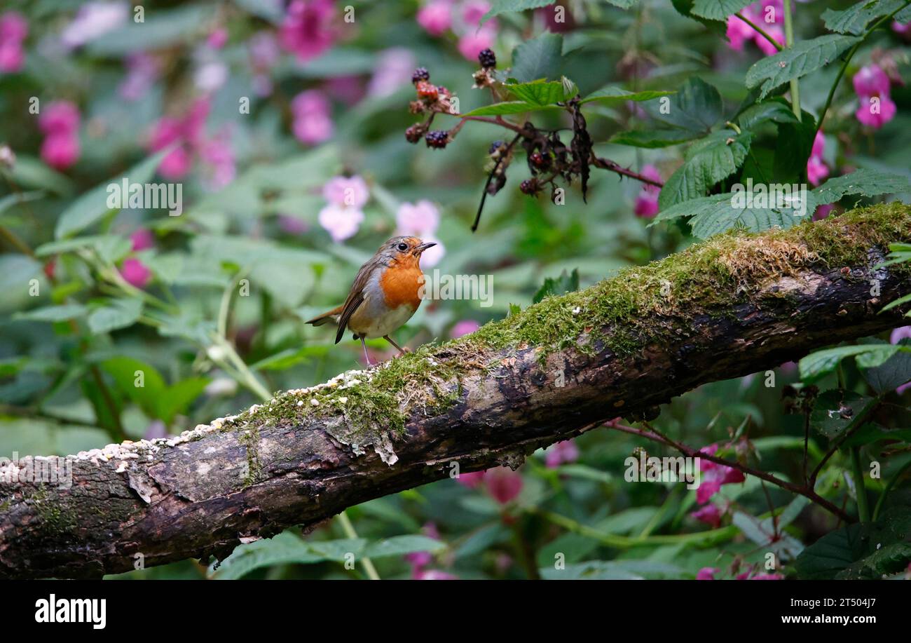 Eurasian robin at a woodland site Stock Photo - Alamy