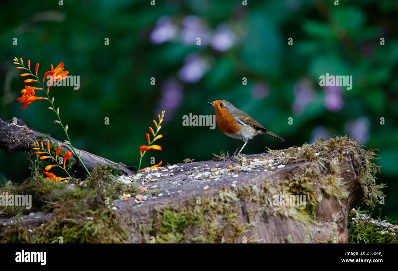 Eurasian robin at a woodland site Stock Photo - Alamy