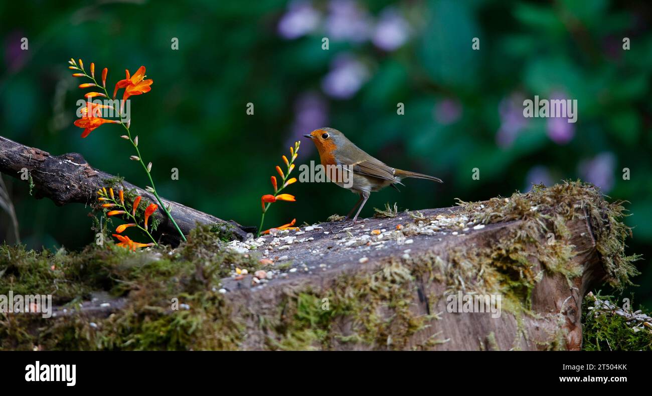 Eurasian robin woodland feeding hi-res stock photography and images - Alamy
