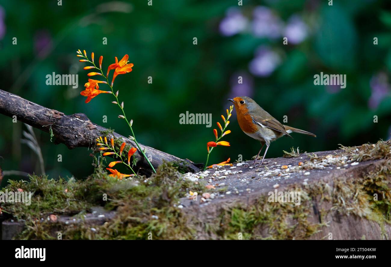 Eurasian robin nest hi-res stock photography and images - Alamy