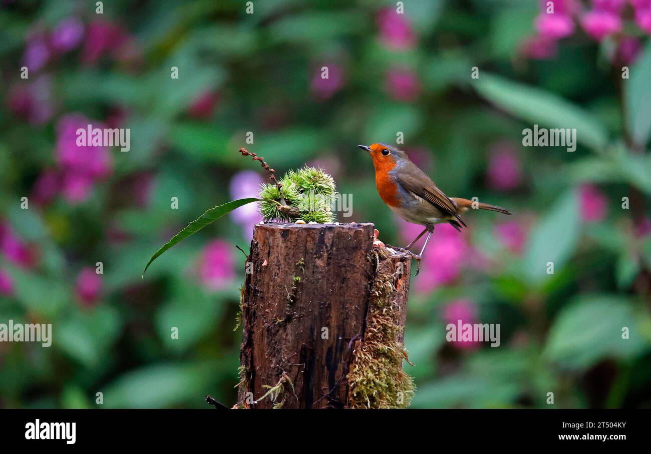 Eurasian robin nest hi-res stock photography and images - Alamy