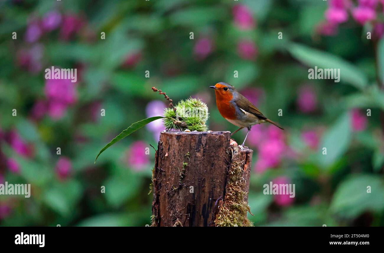 Robins nest uk hi-res stock photography and images - Alamy