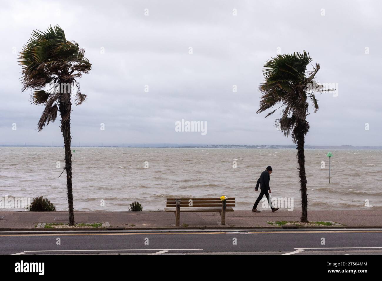 Strong winds trees hi-res stock photography and images - Alamy