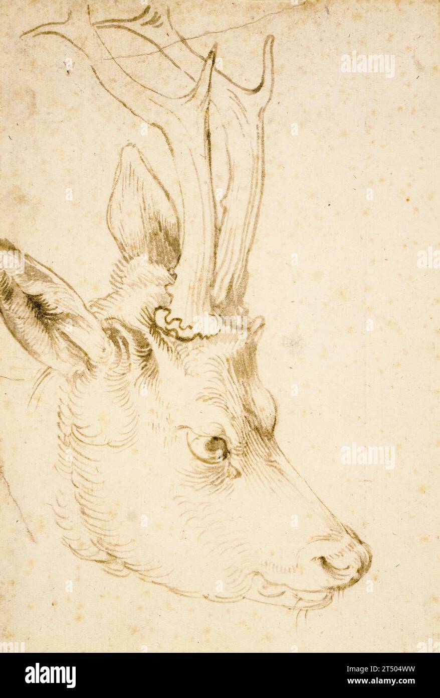 Albrecht Durer, Head of a Roebuck (Deer), drawing in pen and ink with ...