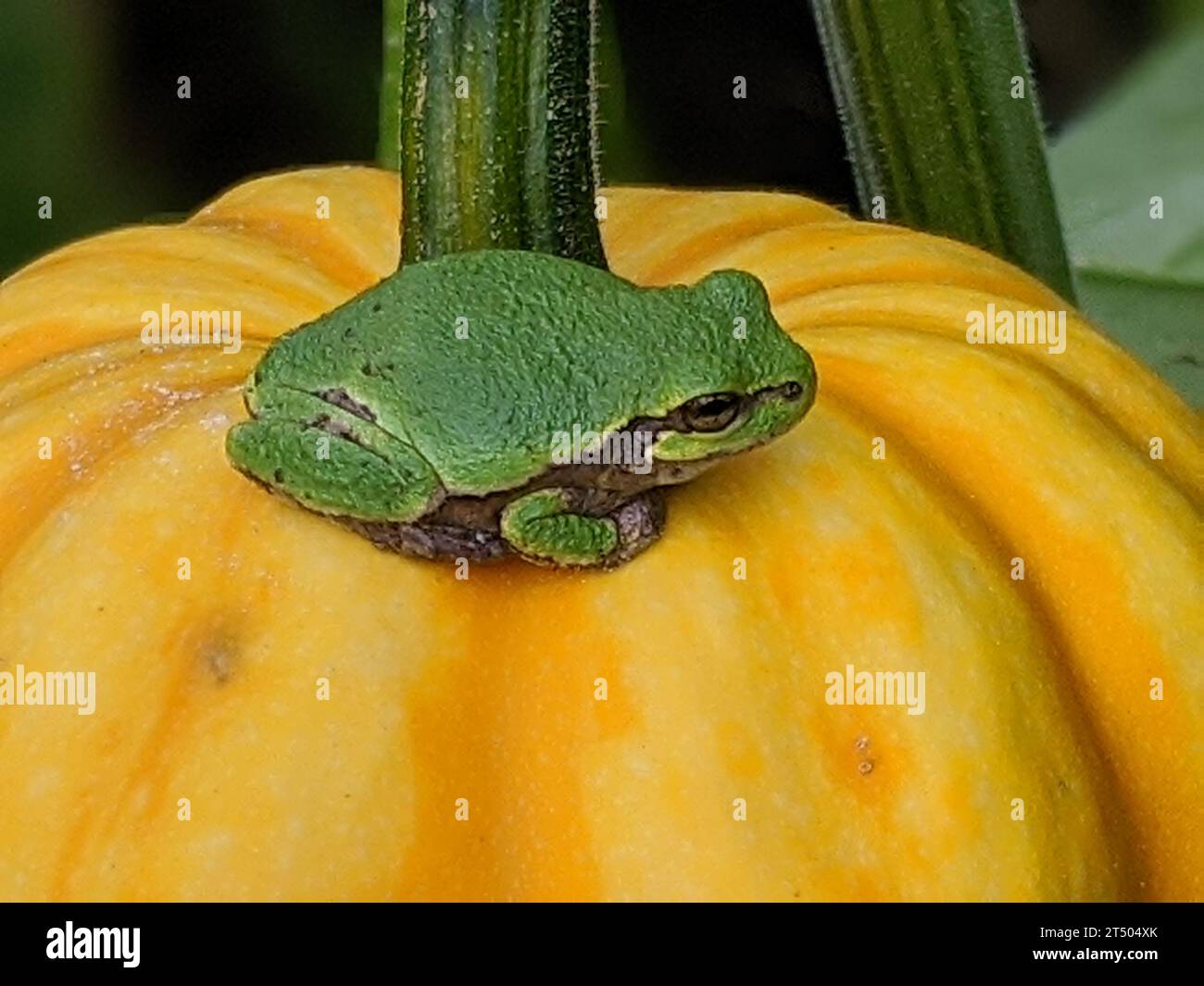 Tree frog resting on a squash Stock Photo - Alamy