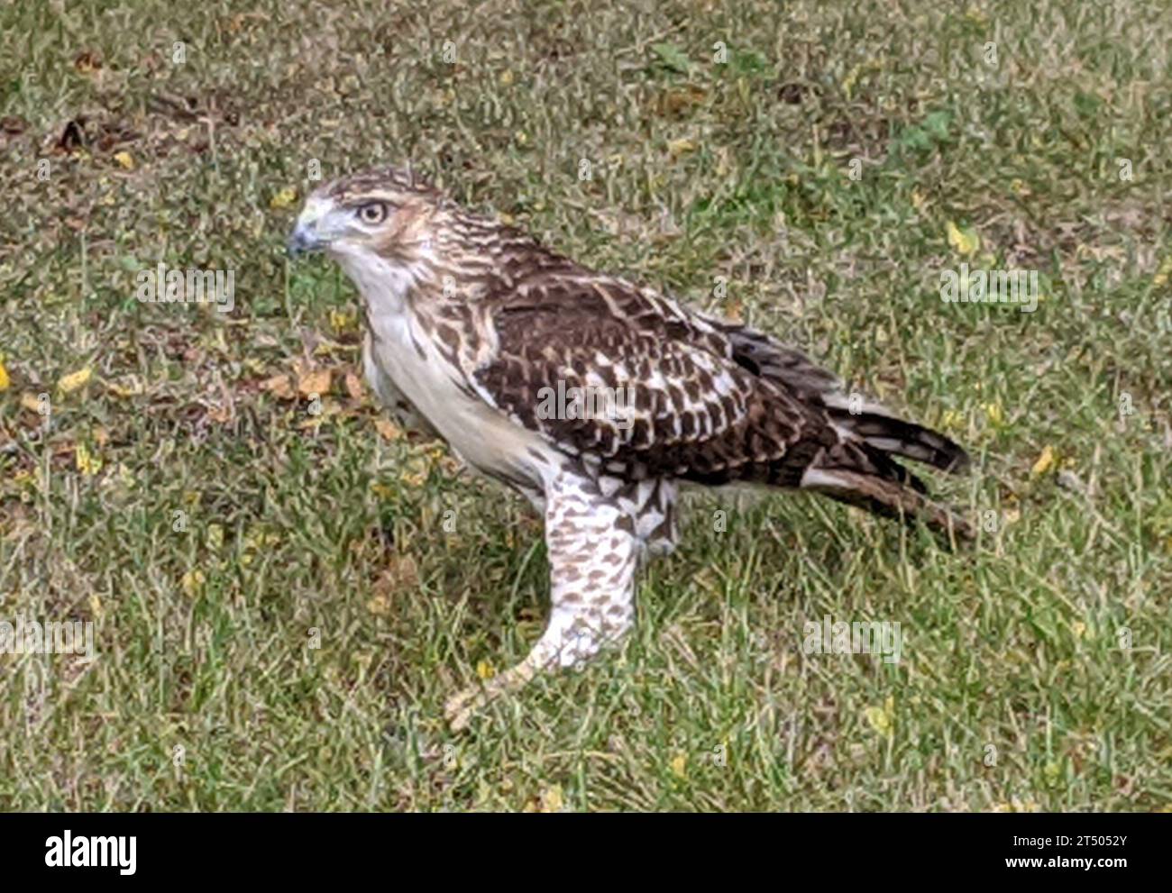 Red tail hawk on the grass Stock Photo - Alamy