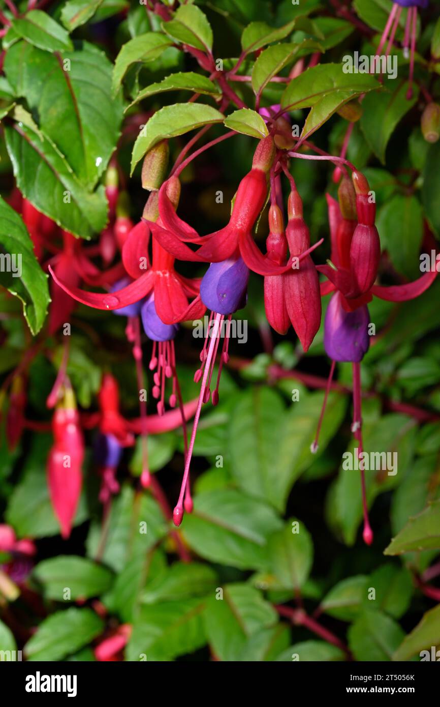 Fuchsias in bloom with red and purple flowers Stock Photo - Alamy
