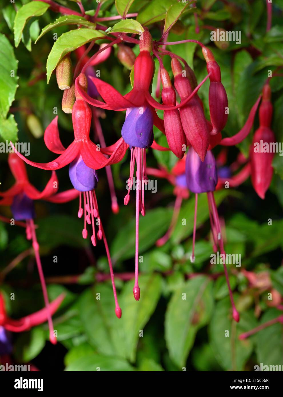 Fuchsias in bloom with red and purple flowers Stock Photo - Alamy