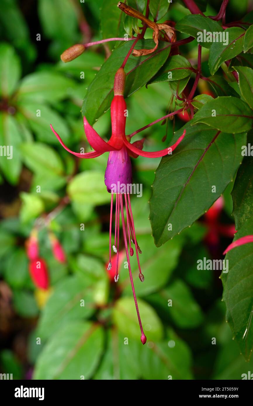 Fuchsias in bloom with red and purple flowers Stock Photo - Alamy