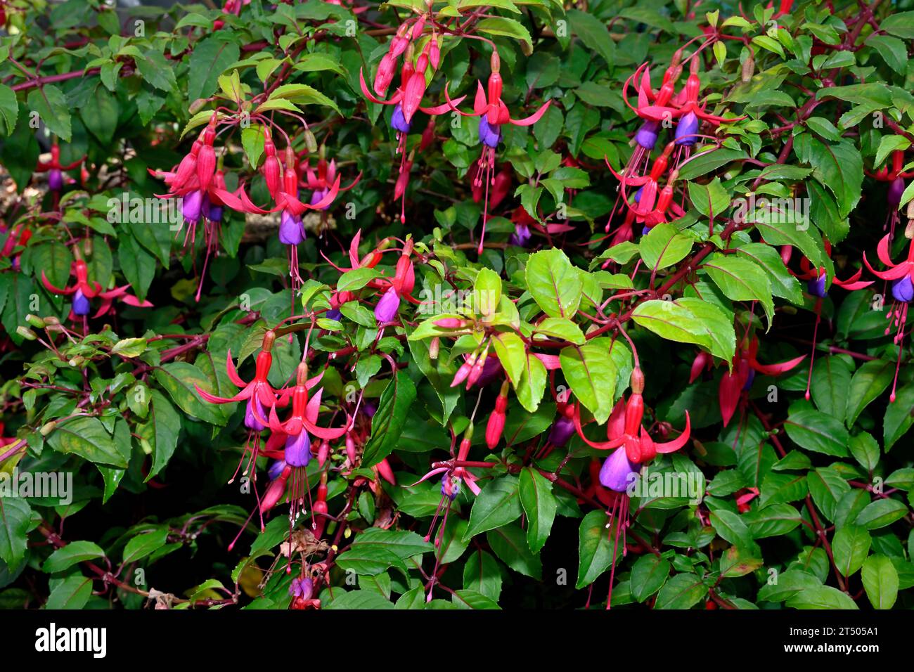 Fuchsias in bloom with red and purple flowers Stock Photo - Alamy