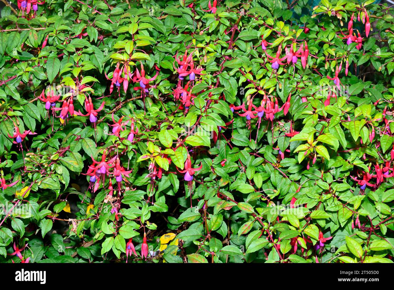 Fuchsias in bloom with red and purple flowers Stock Photo - Alamy