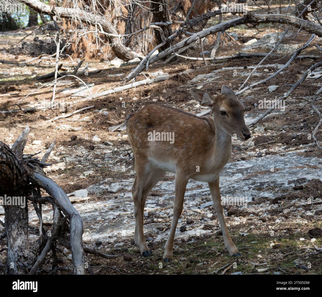 Baby deer hi-res stock photography and images - Alamy