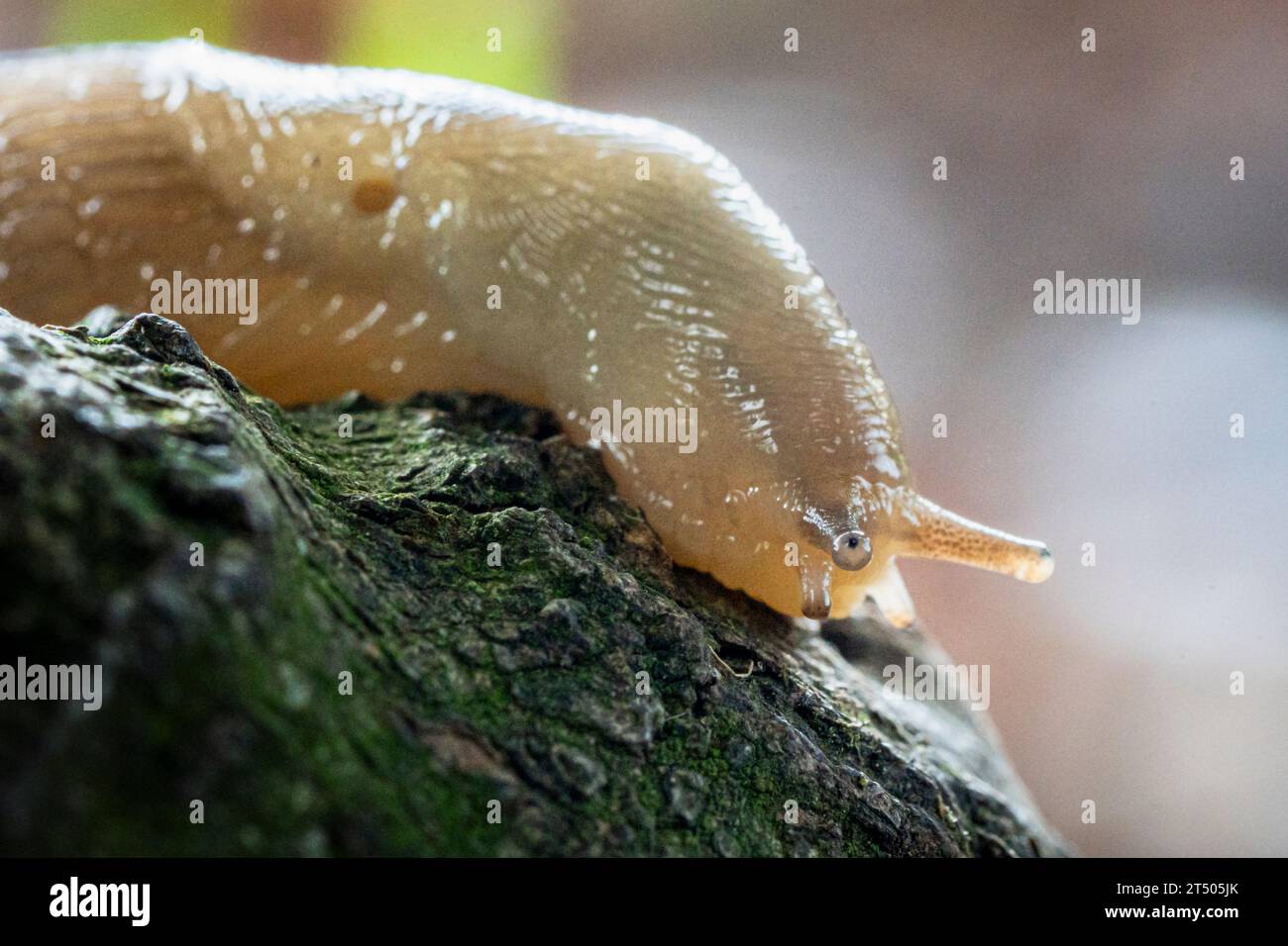 Fungus slippery meat hi-res stock photography and images - Alamy