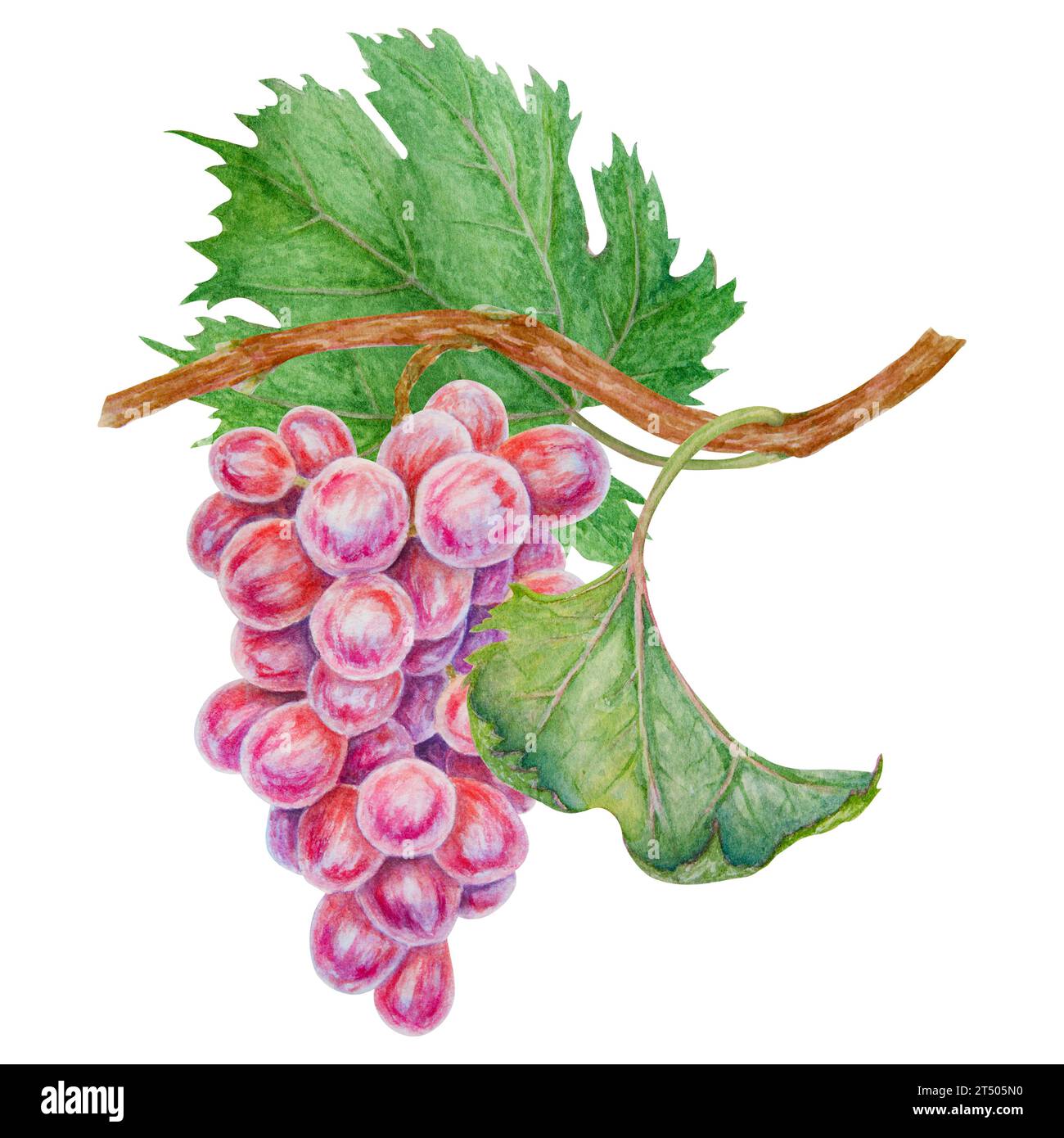 A bunch of dark grapes. Watercolor hand drawn botanical illustration ...