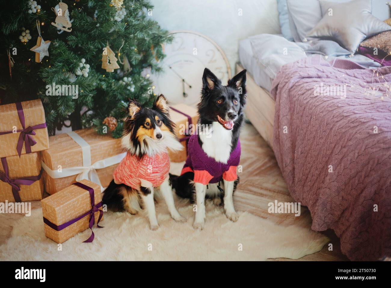 Border Collie and Sheltie (Shetland Sheepdog) Dogs in Festive Christmas ...