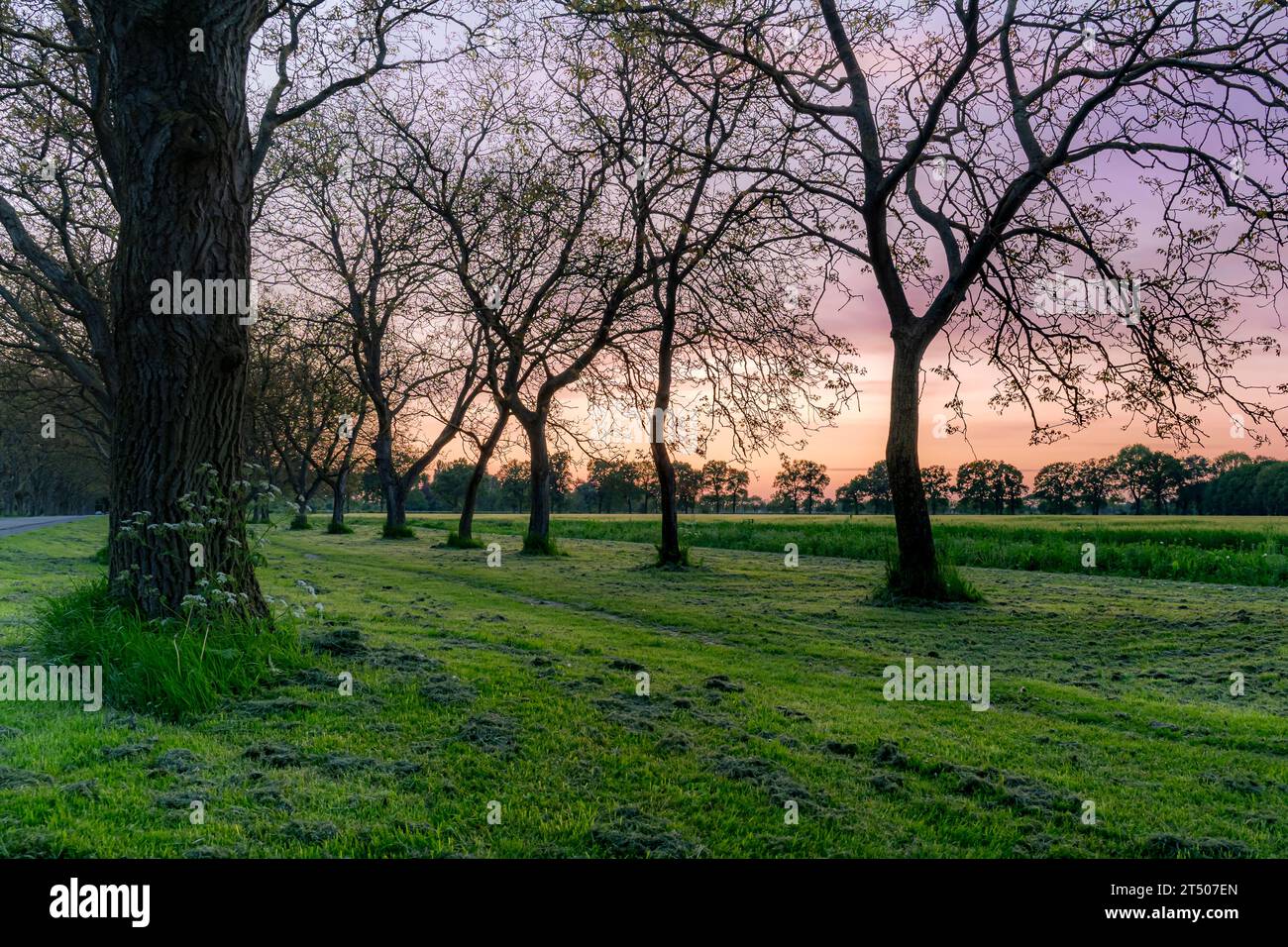 sunset on countryside landscape with avenue of trees along the roadside ...