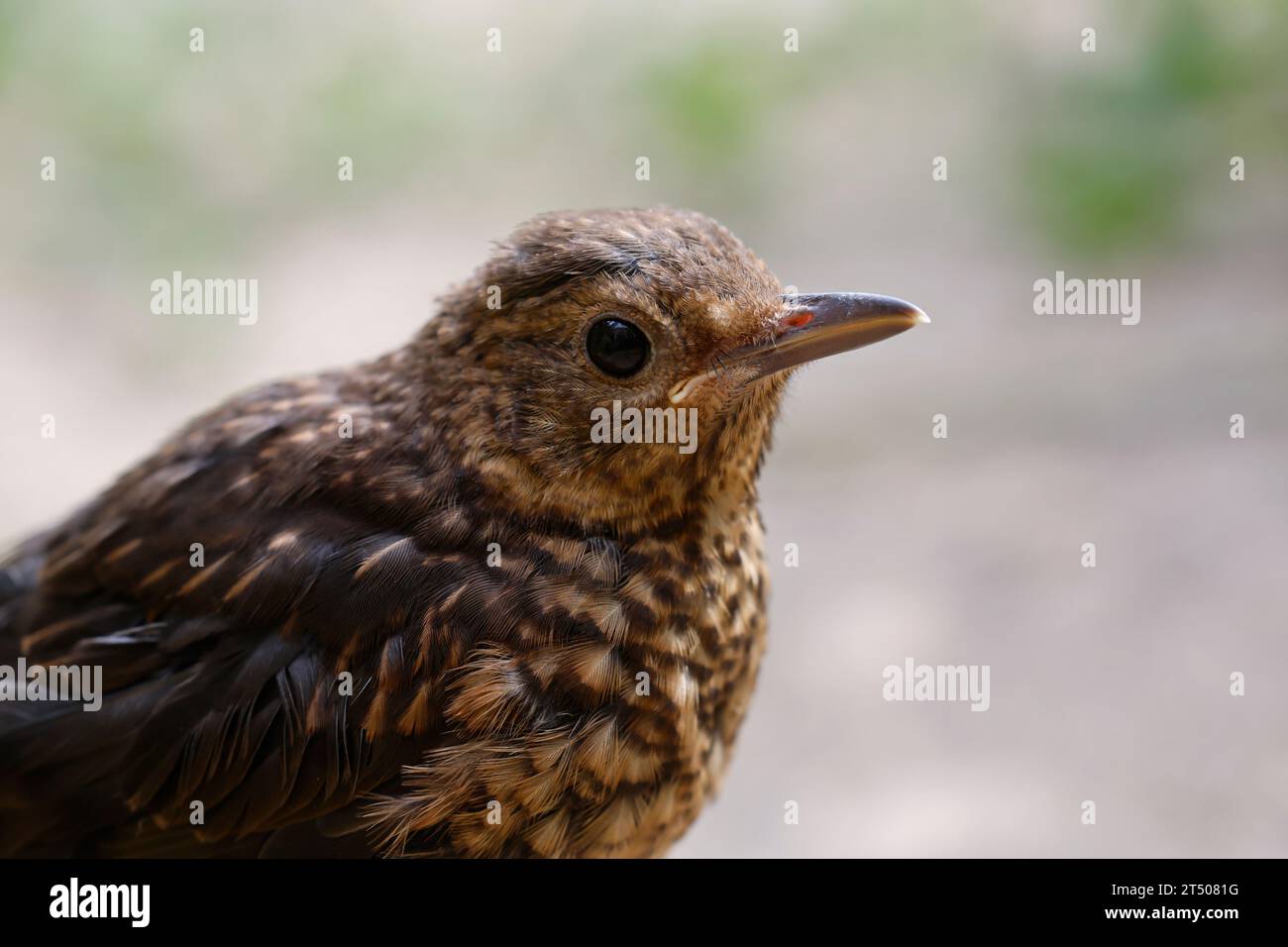 Amsel, Schwarzdrossel, Jungvogel, juvenil, Turdus merula, Blackbird ...