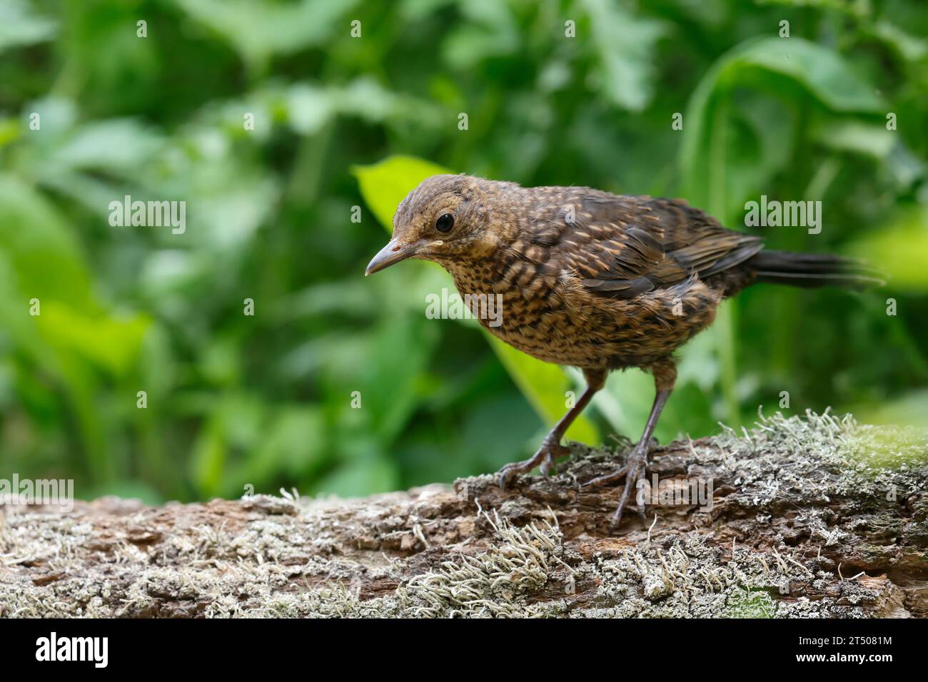 Amsel, Schwarzdrossel, Jungvogel, juvenil, Turdus merula, Blackbird ...