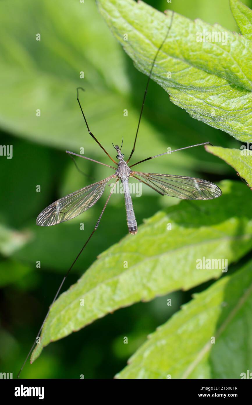 Halbmond-Schnake, Schnake, Männchen, Tipula luna, Tipula lunata, male ...