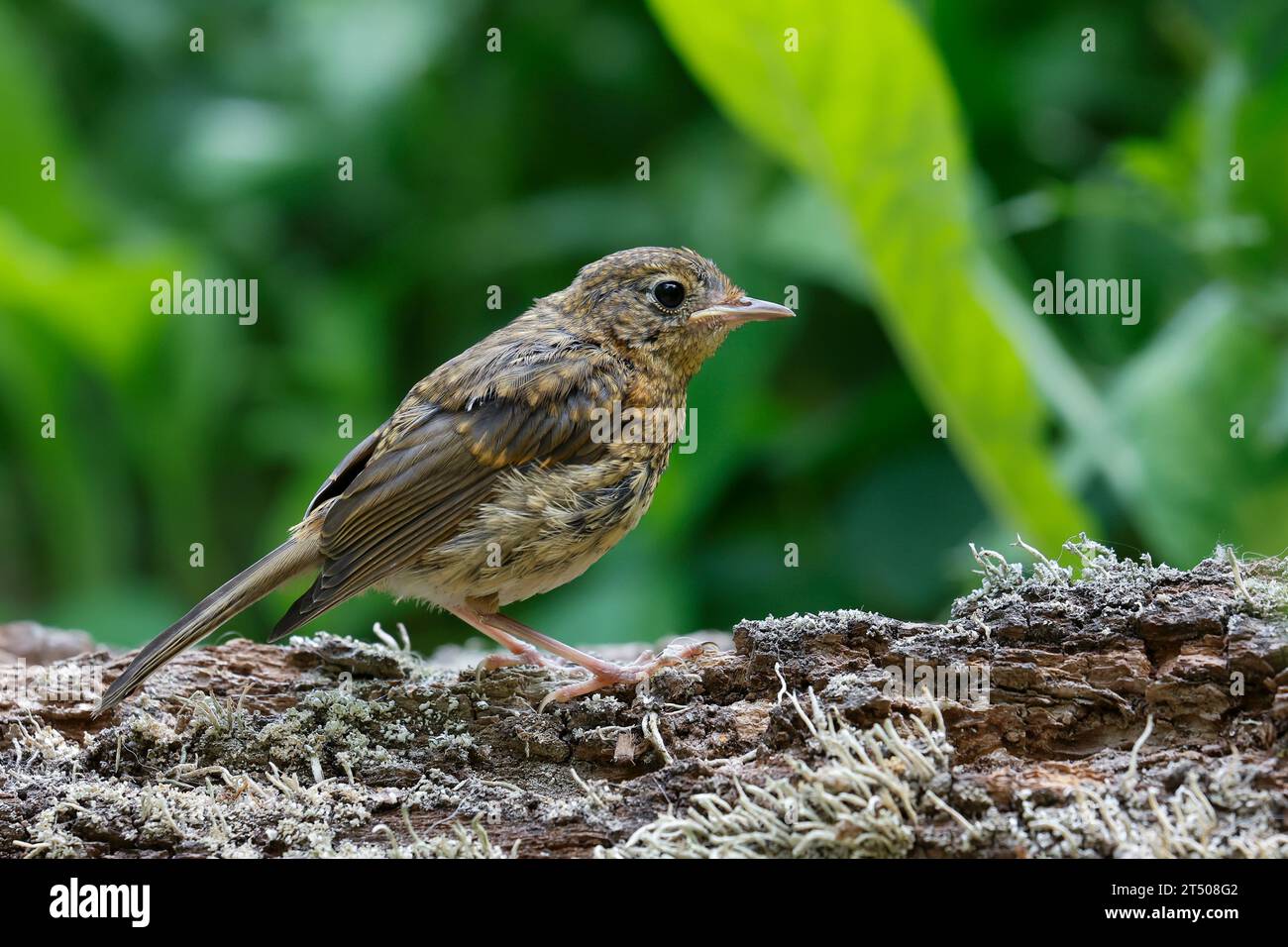Juvenile robin hi-res stock photography and images - Alamy