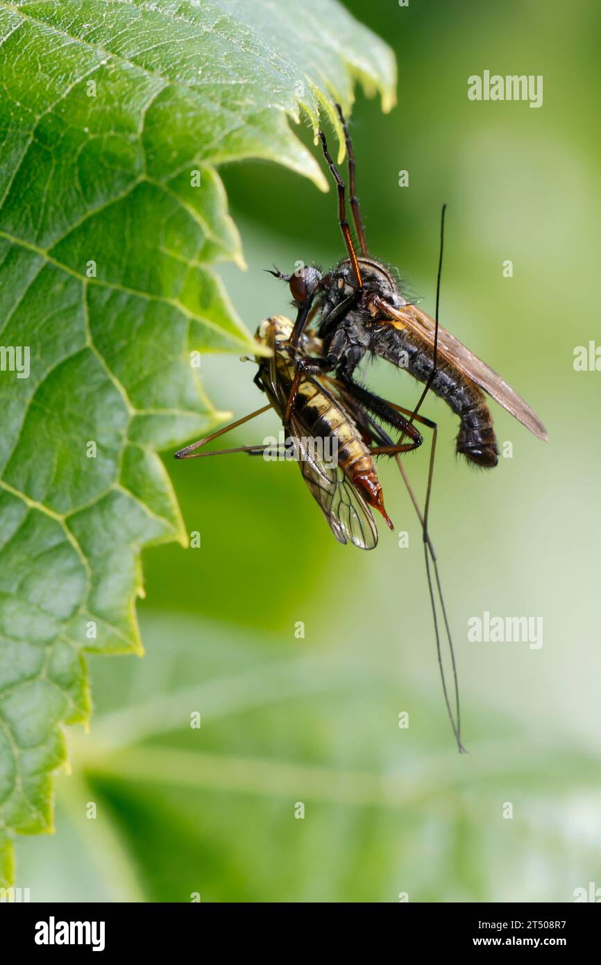 Rennfliegen hi-res stock photography and images - Alamy