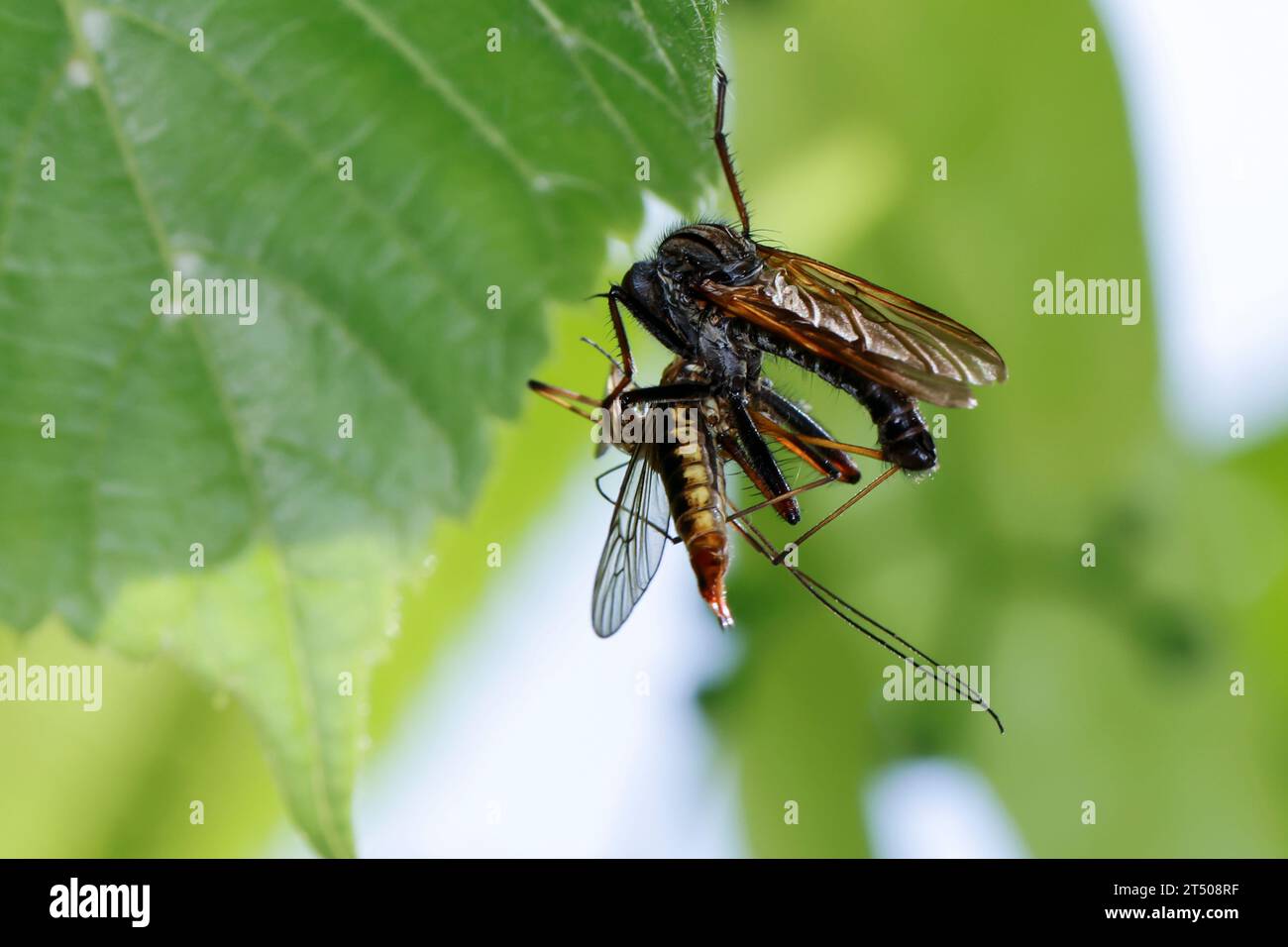 Gewürfelte Tanzfliege, Tanzfliege, Männchen, mit Beute, Empis tesselata ...
