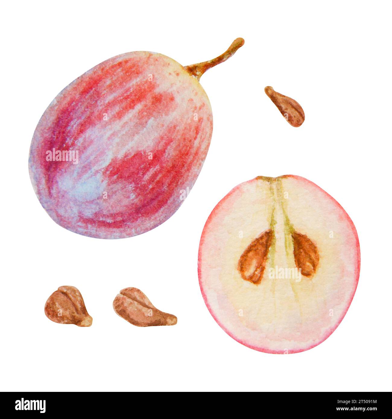 Red grape berry, whole, half, seeds. Watercolor hand drawn illustration ...