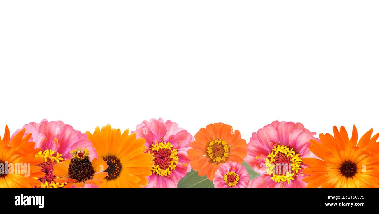 Different colors flower one side border Stock Photo - Alamy