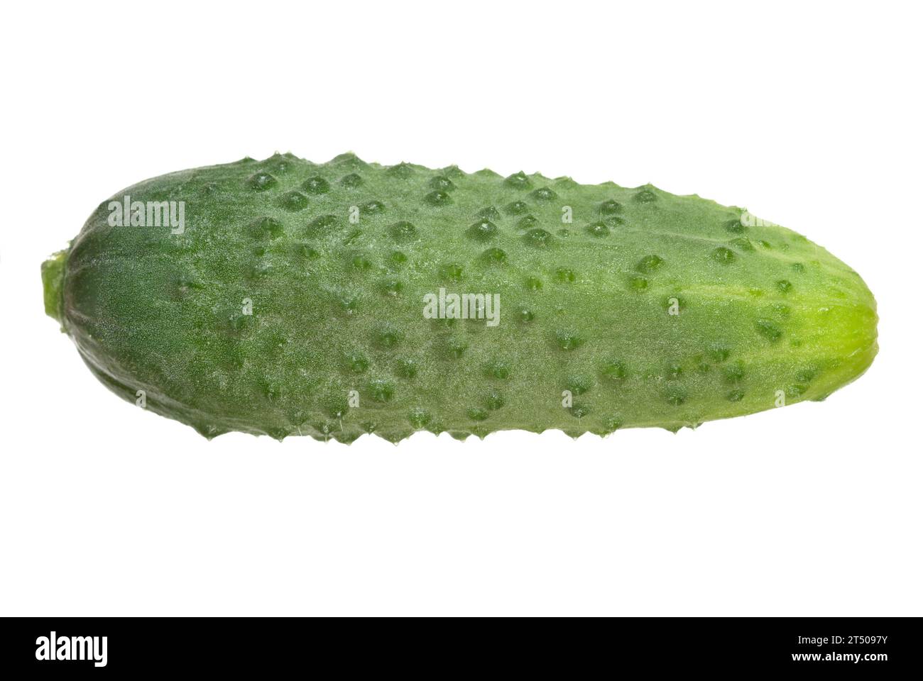 A single cucumber on white background Stock Photo - Alamy