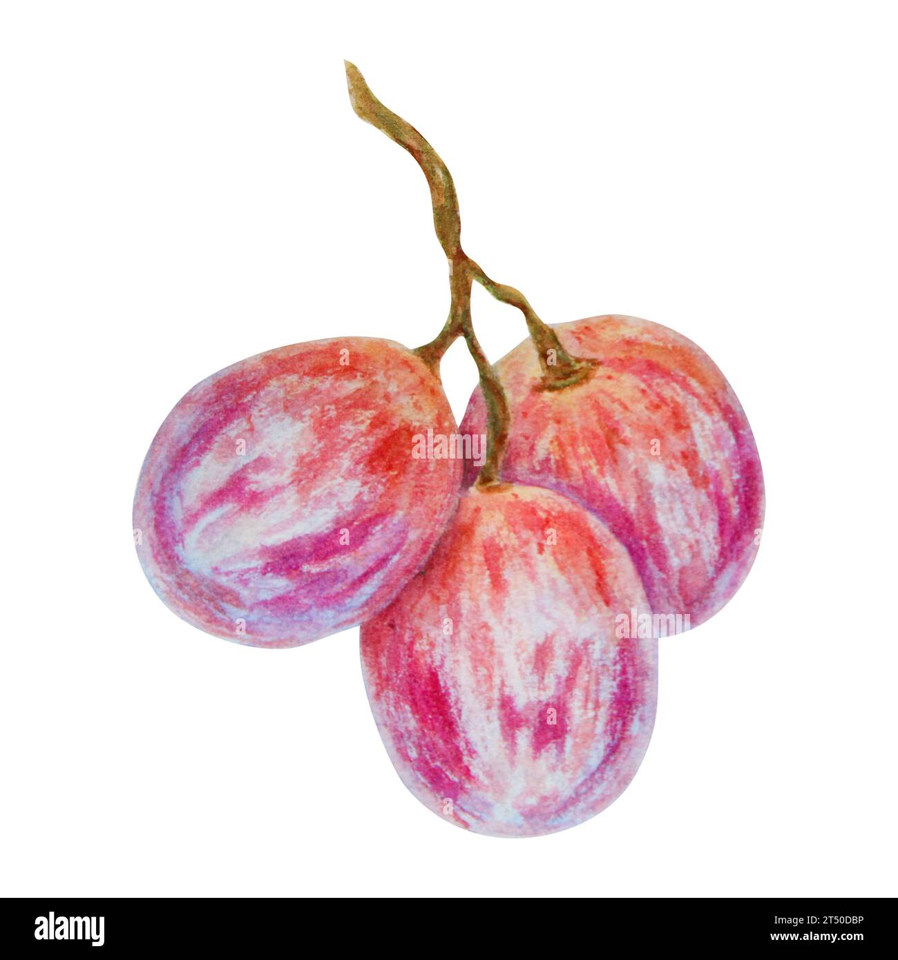 A bunch of dark grapes. Watercolor hand drawn botanical illustration ...