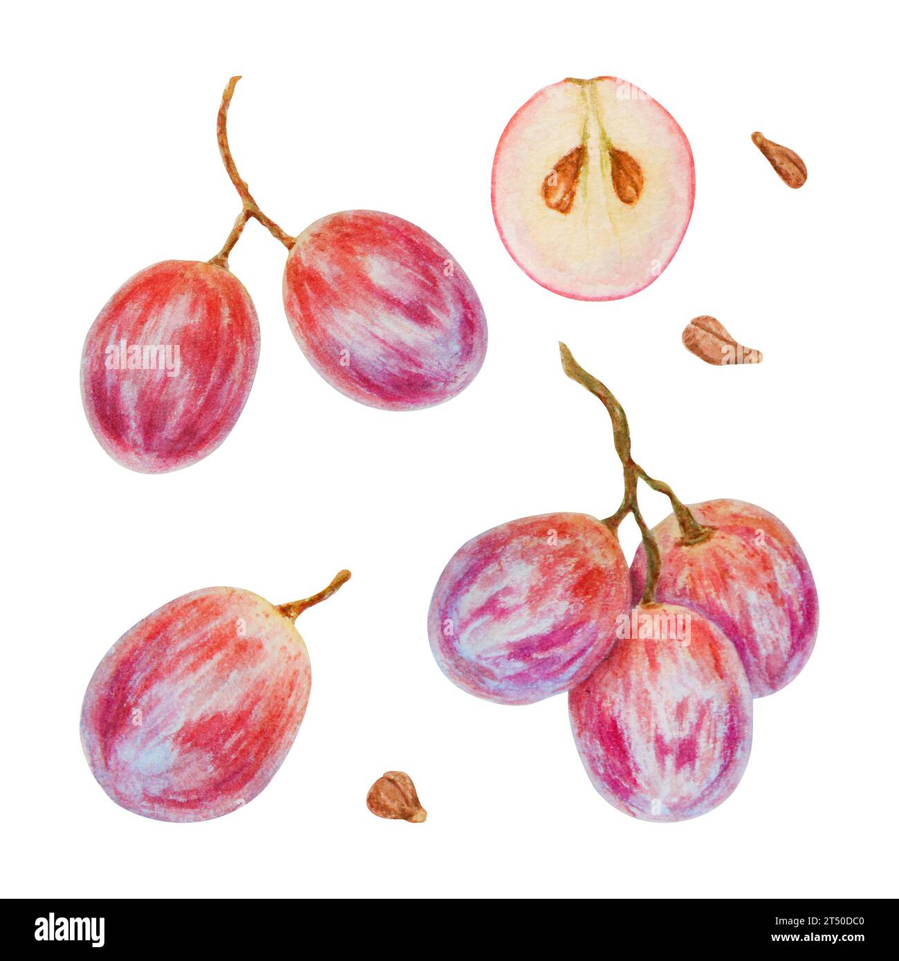Red grape berry, whole, half, seeds. Watercolor hand drawn illustration ...
