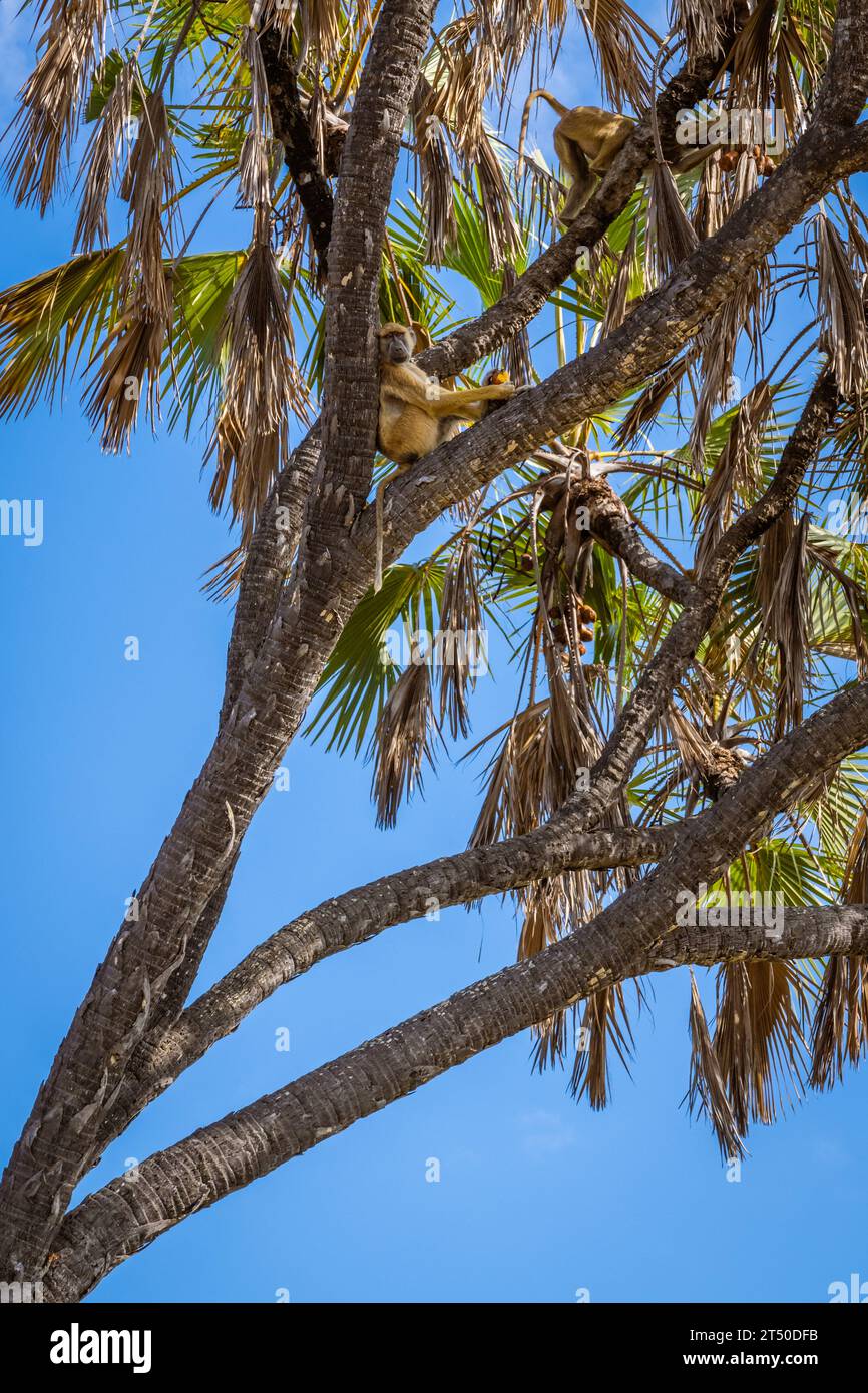Family danger tree hi-res stock photography and images - Alamy