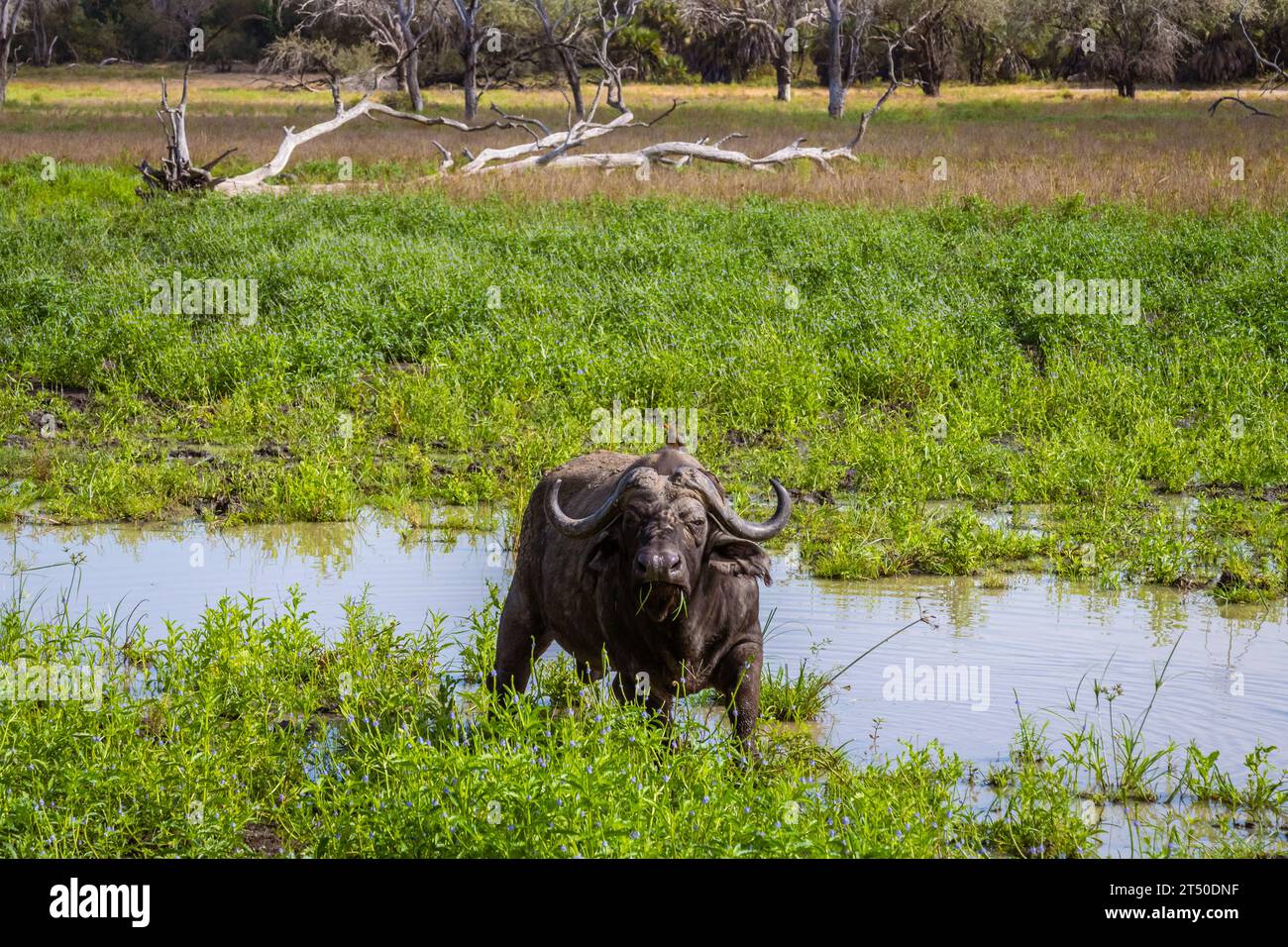 Single buffalo in the wild Stock Photo - Alamy