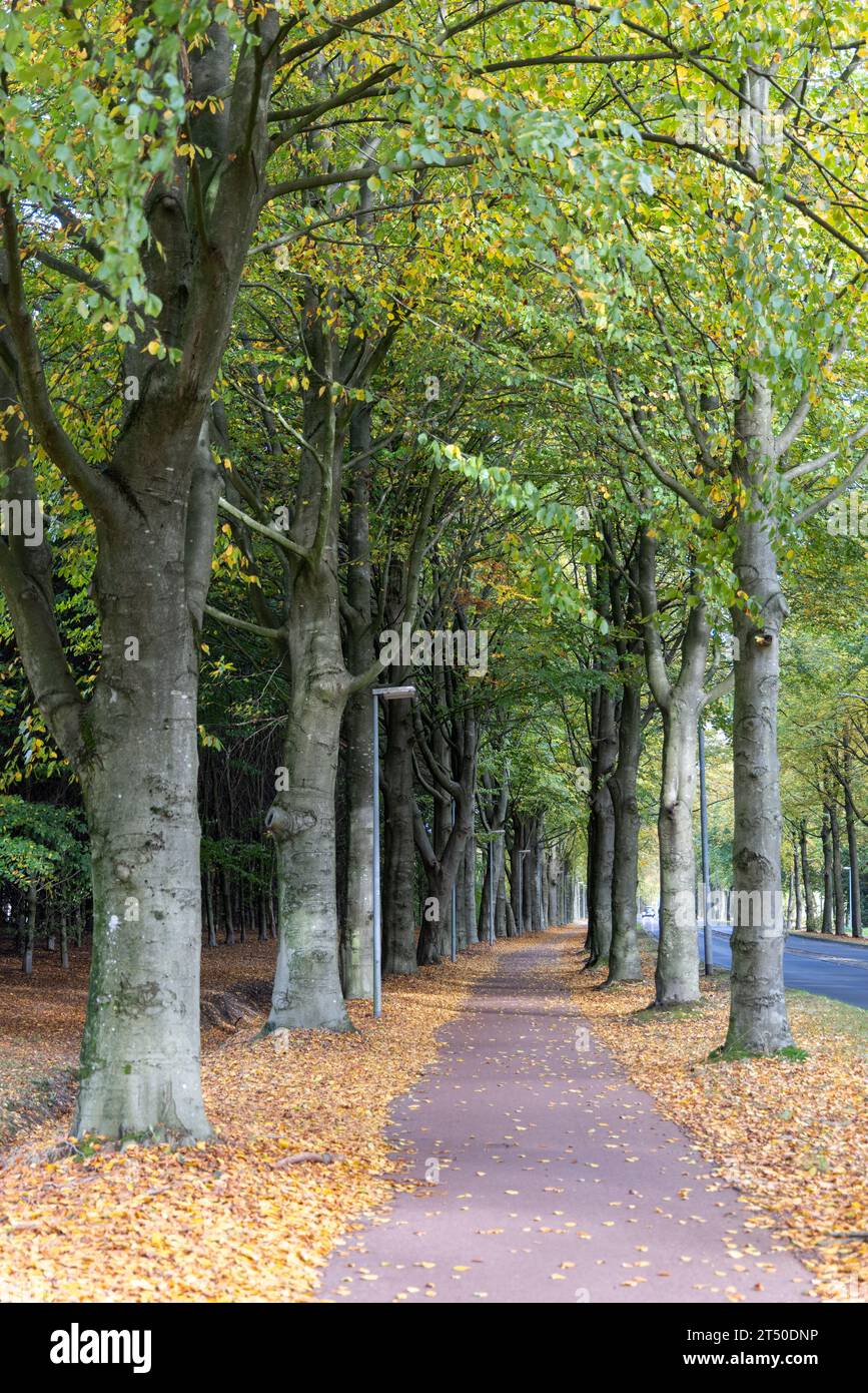 Tree-lined bicycle path in autumn; colorful leaves cover the ground ...